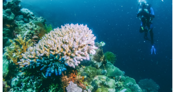 PH wins best diving destination title at Beijing expo | gobyerno.com